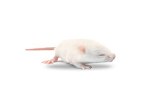 Fuzzy Mice – The Big Cheese Rodent Factory