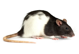 Colossal Rats – The Big Cheese Rodent Factory