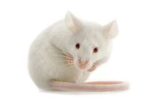 Jumbo Mice – The Big Cheese Rodent Factory