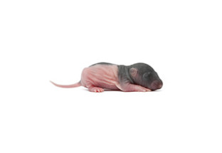 Fuzzy Rats – The Big Cheese Rodent Factory