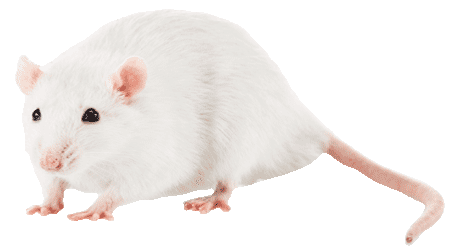 The Big Cheese Rodent Factory – Feeder Frozen Mice, Rats, Quale ...