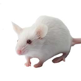 The Big Cheese Rodent Factory – Feeder Frozen Mice, Rats, Quale ...