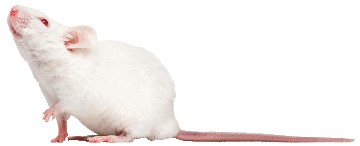 The Big Cheese Rodent Factory – Feeder Frozen Mice, Rats, Quale ...