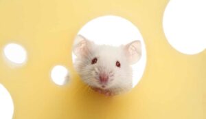 The Big Cheese Rodent Factory – Feeder Frozen Mice, Rats, Quale ...